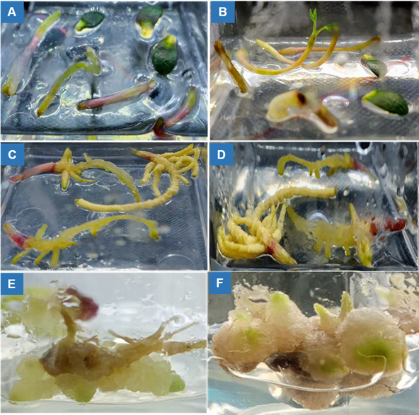 Germinación e inducción de callo para la producción de alcaloides de ...