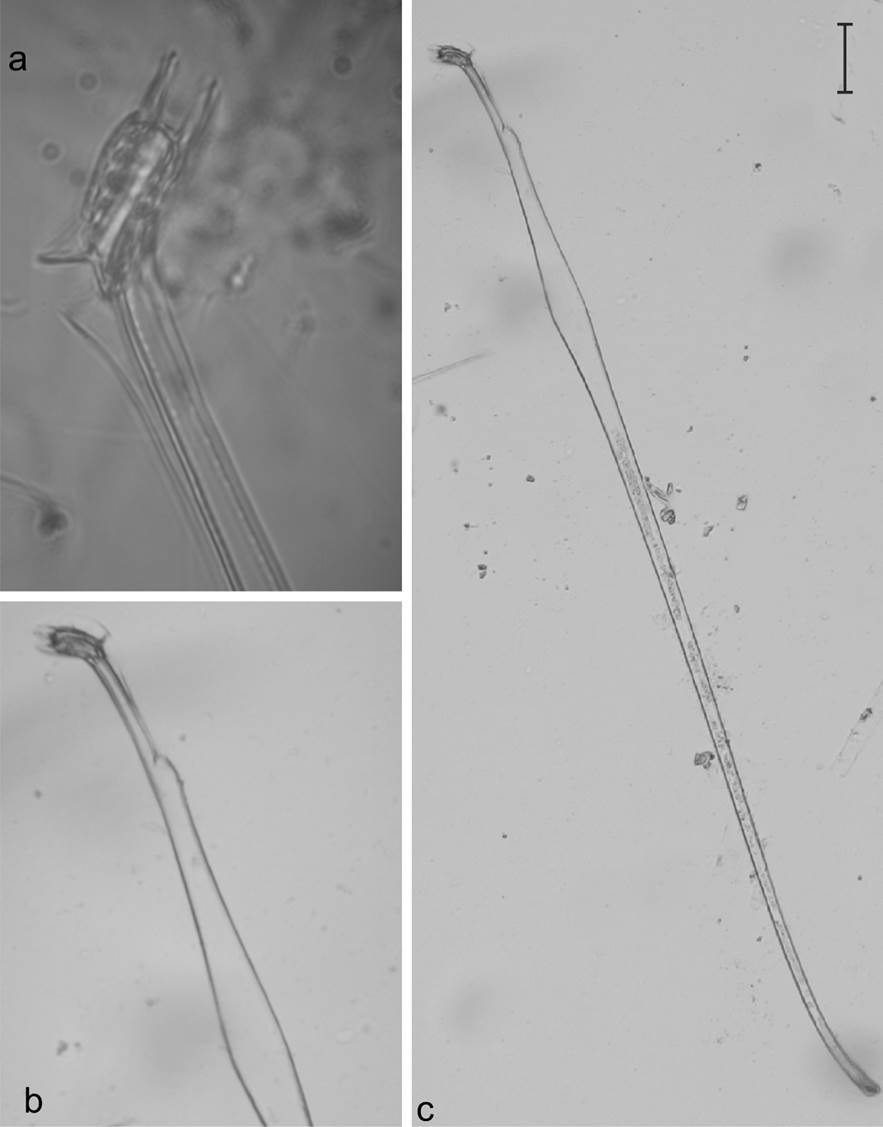 Primeros registros de dinoflagelados de la Reserva de la Biosfera Isla ...