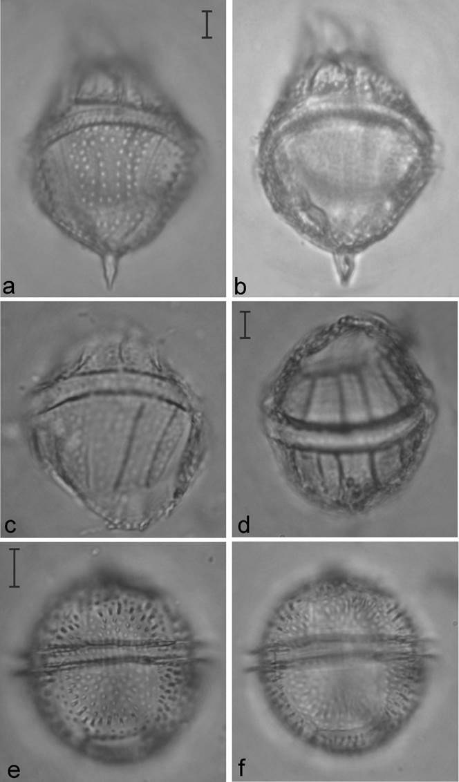 Primeros registros de dinoflagelados de la Reserva de la Biosfera Isla ...