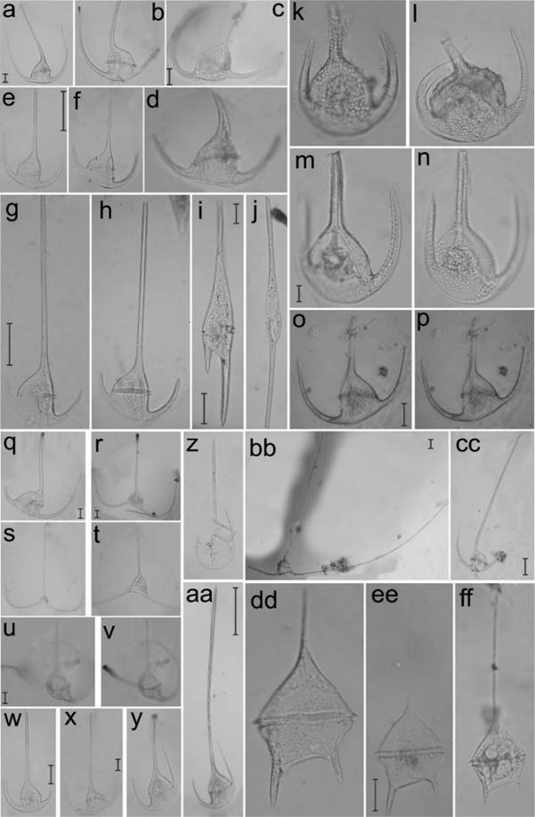Primeros registros de dinoflagelados de la Reserva de la Biosfera Isla ...