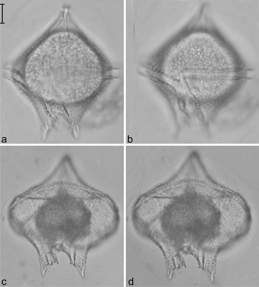 Primeros registros de dinoflagelados de la Reserva de la Biosfera Isla ...