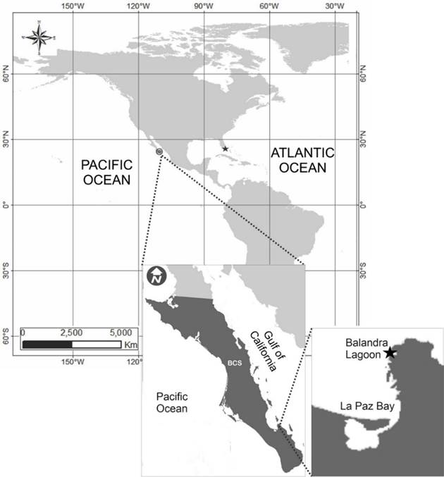 An integrative approach reveals the identity and interoceanic ...