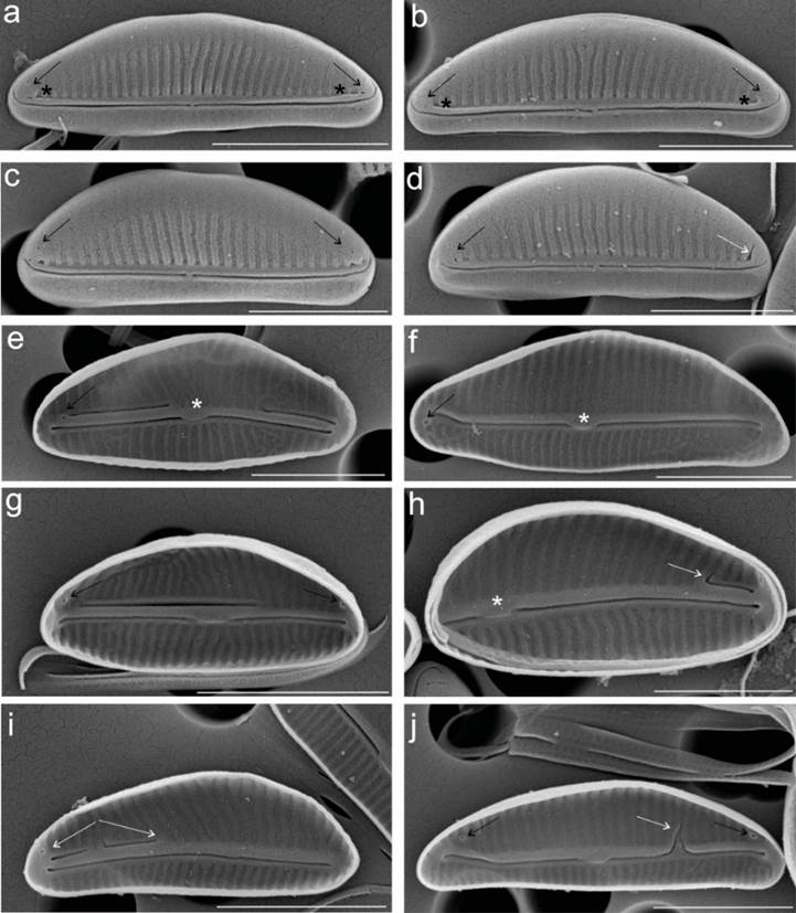 An integrative approach reveals the identity and interoceanic ...