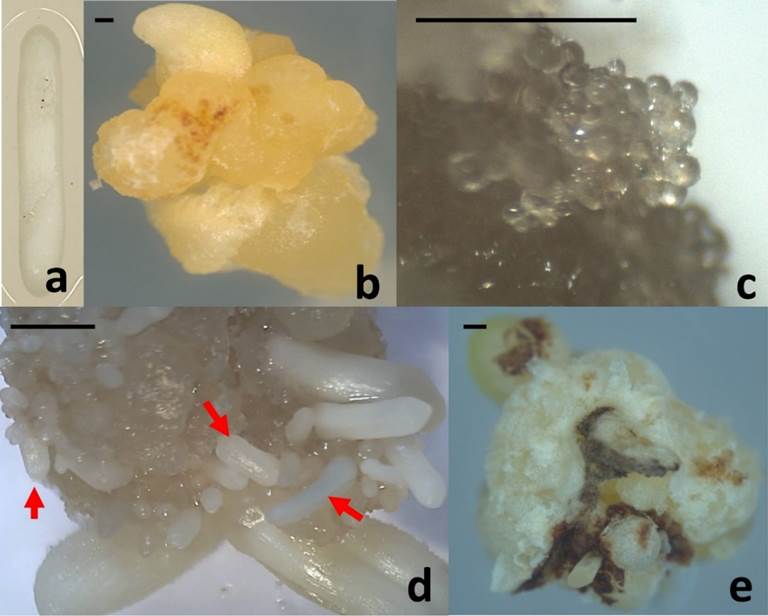Molecular insights into somatic embryogenesis in Agave angustifolia ...