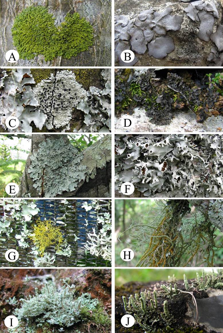 Riqueza y composición de líquenes de los pueblos mágicos de Cuetzalan y ...