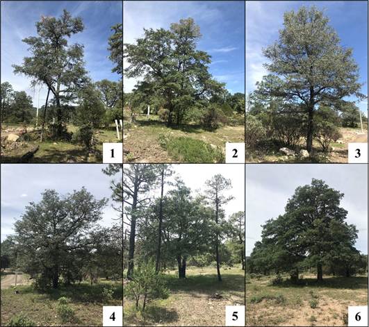 Descripción inicial de la Fenología de Quercus durifolia Seemen, árbol ...