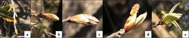 Descripción inicial de la Fenología de Quercus durifolia Seemen, árbol ...