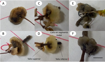 Callogénesis y análisis fitoquímico de Euphorbia nutans Lag.