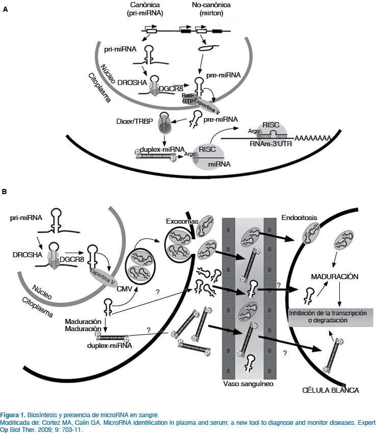 Los microRNA: una herramienta que podría ser usada como biomarcadores ...
