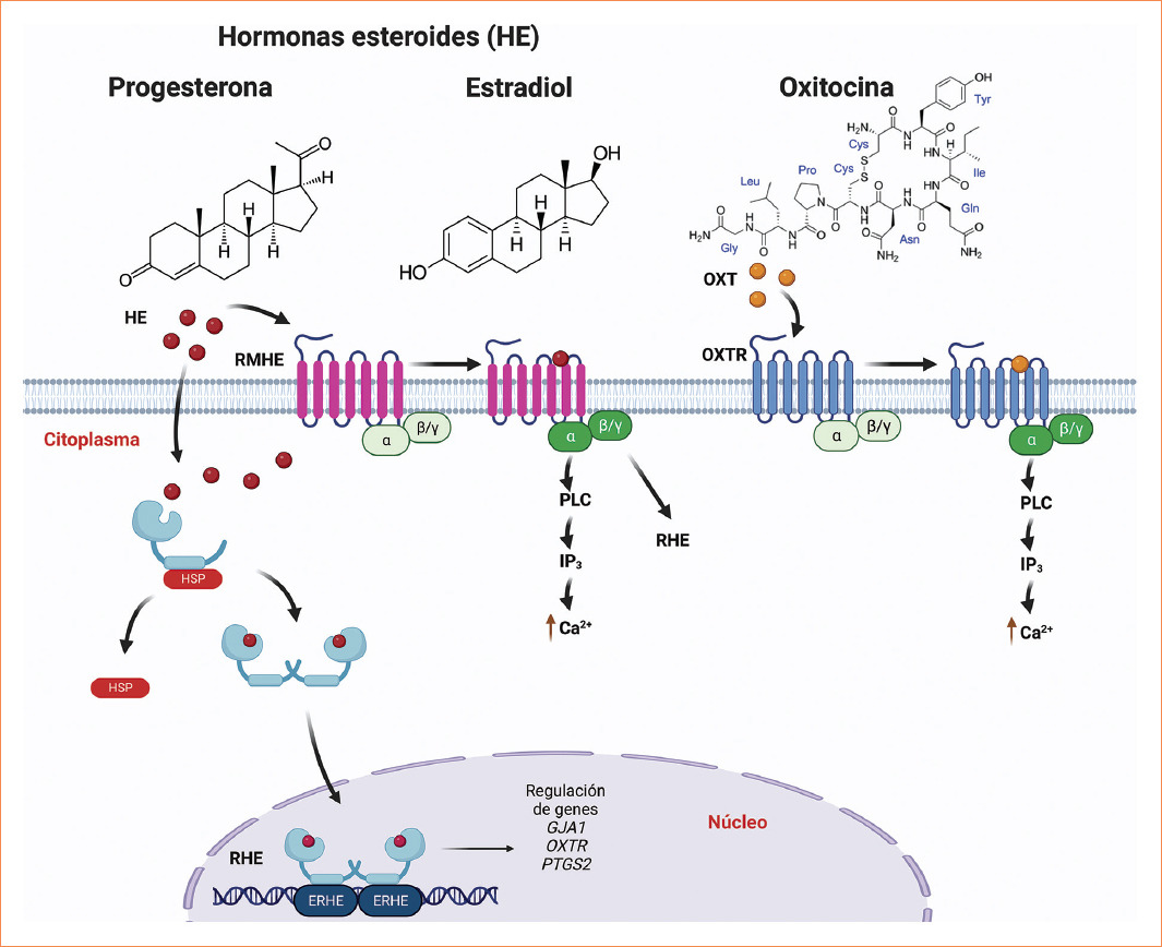 Papel de las hormonas progesterona, estradiol y oxitocina en la función ...