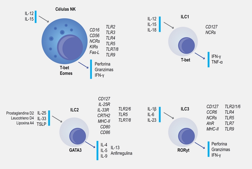 Las células linfoides innatas y su papel en la regulación de la ...
