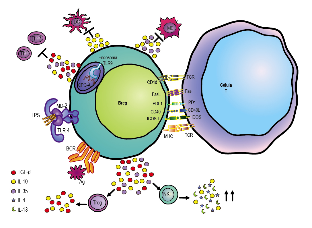 Linfocitos B B Lymphocyte In Blood With Red Blood Cells, Computer