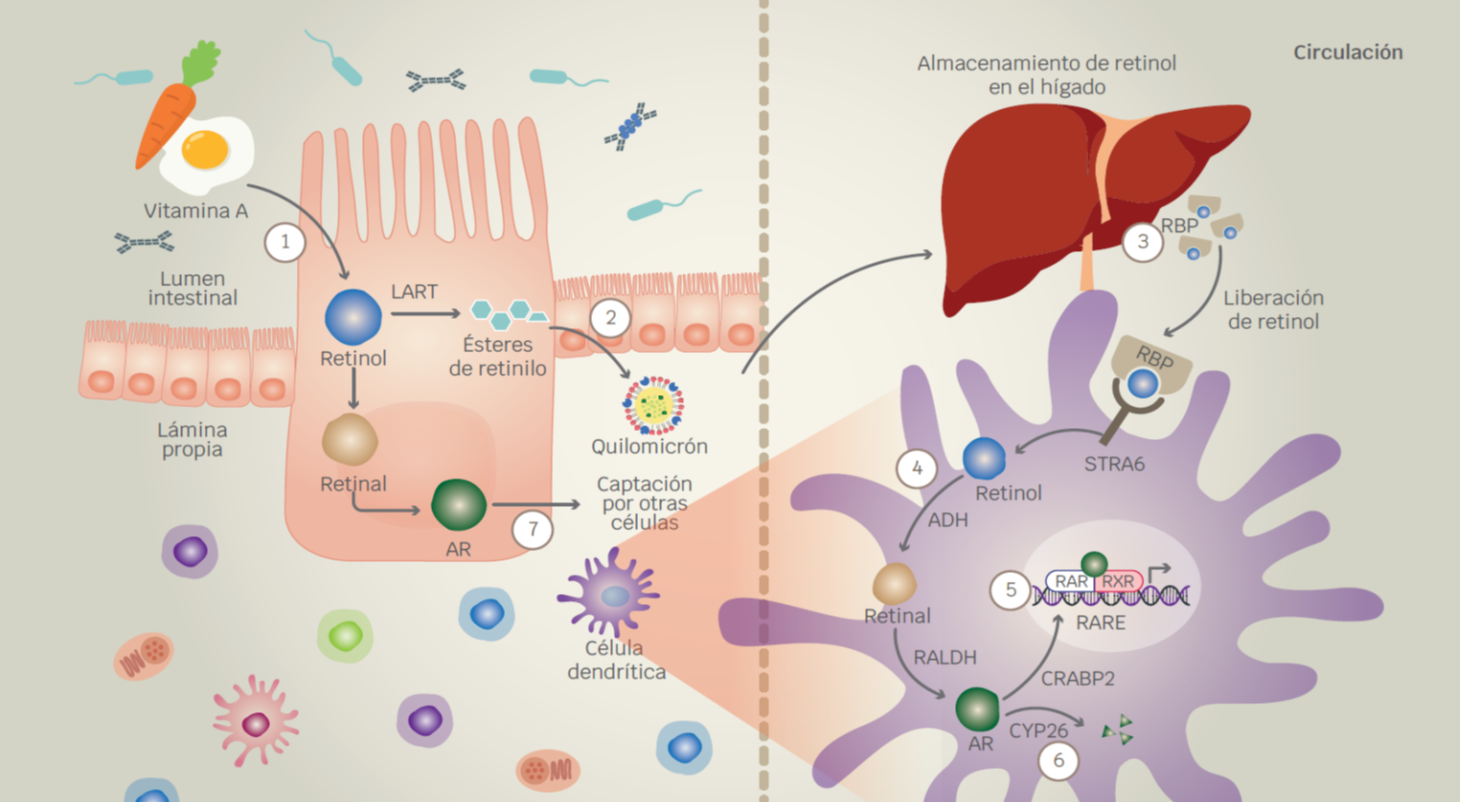 Participación de la vitamina A en la producción de IgA secretora en el ...