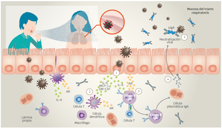 Participación de la vitamina A en la producción de IgA secretora en el ...