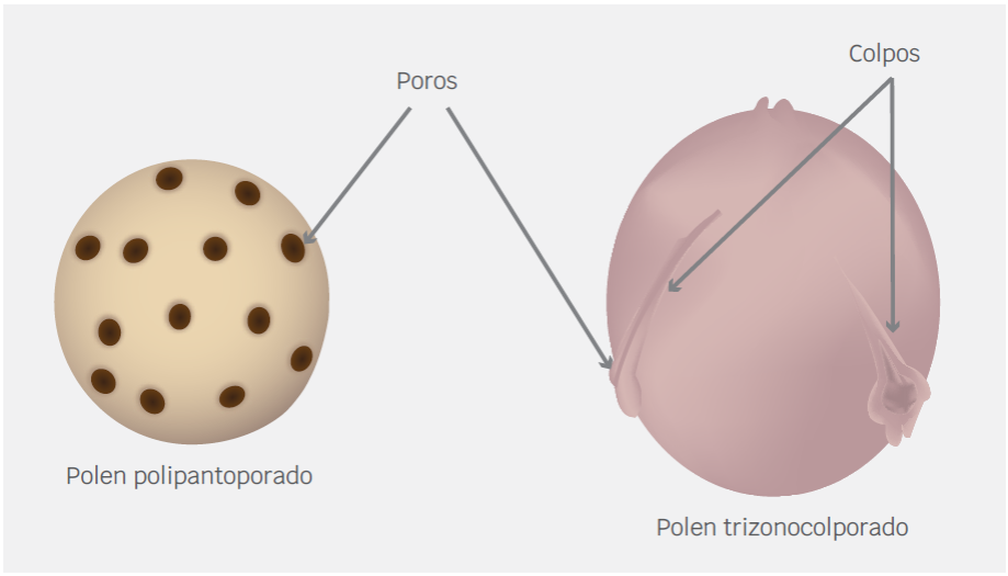 Prosopis spp. en enfermedades alérgicas