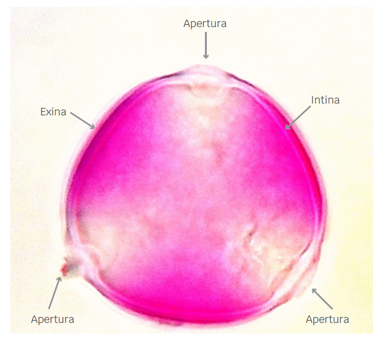 Prosopis spp. en enfermedades alérgicas