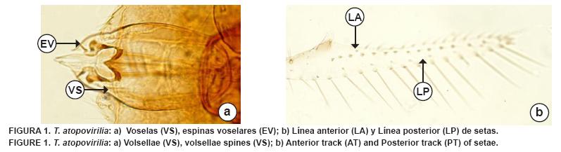 Especies nativas de Trichogramma (Hymenoptera: trichogrammatidae ...