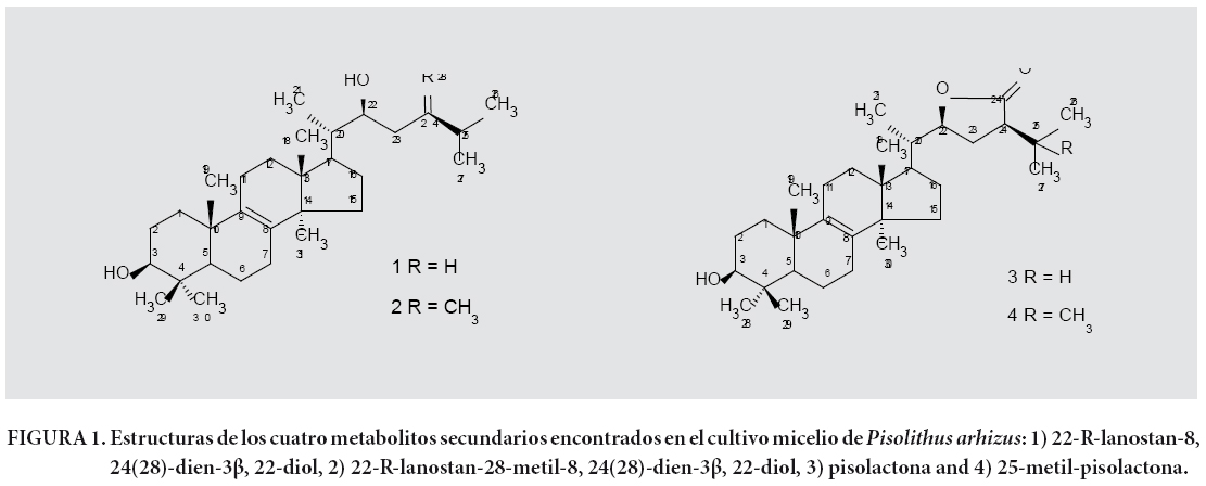 Identificación de un derivado de lanosterol procedente del hongo ...