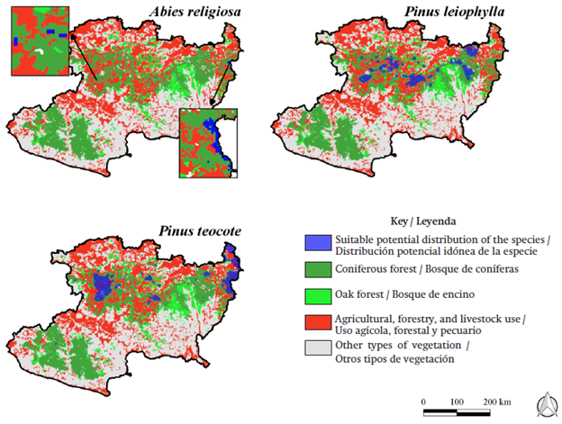 Potential distribution model of Pinaceae species under climate change ...