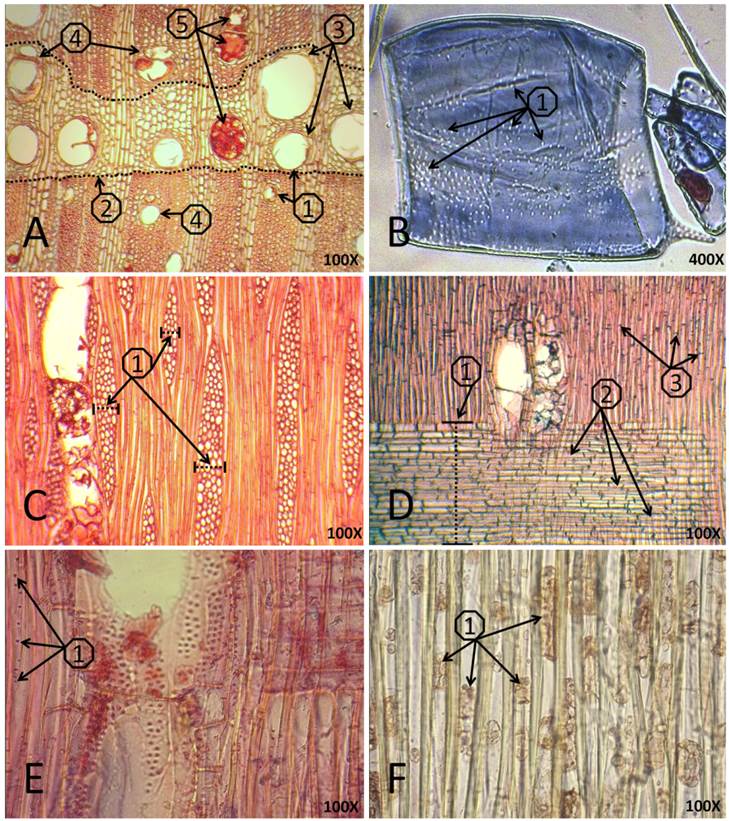 Relationship of the cellular structure of teak wood (Tectona grandis L ...