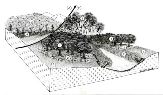 Forest fringe communities of the southwestern Iberian Peninsula