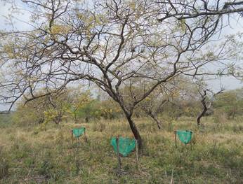 Litterfall from tropical dry forest trees scattered in pastures
