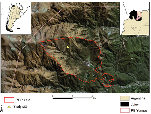 Effect of livestock on regeneration of queñoa (Polylepis australis Bitt ...