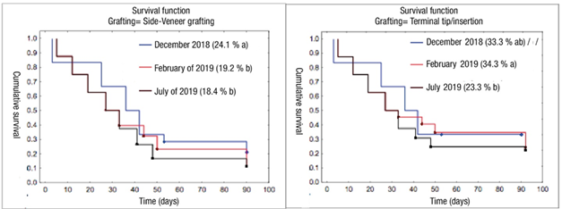 Impact of external and internal factors on successful grafting of Pinus ...