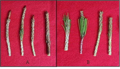 Effective protocol to increase the percentage of grafting success of ...