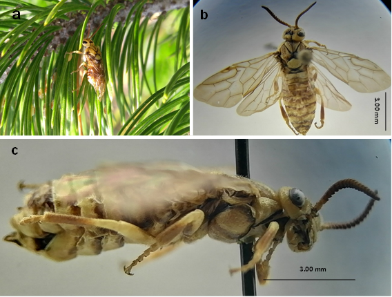 New species of sawfly of the genus Zadiprion Rohwer (Hymenoptera ...