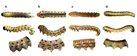 Larvae Identification Chart