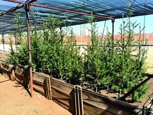 Phytochemical variation among sacred fir (Abies religiosa [Kunth ...