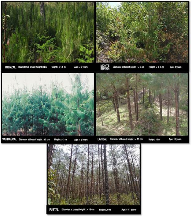 Carbon storage during the development stages of Pinus patula Schiede ex ...