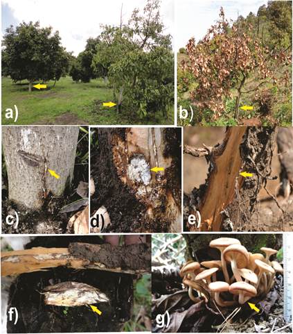 New hosts for Desarmillaria caespitosa and Armillaria mexicana in ...