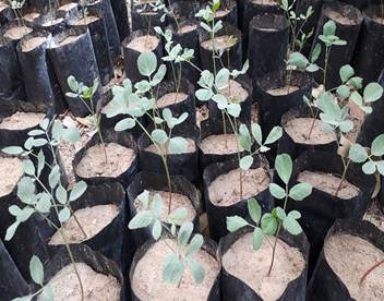 Effect of leaching time and seed position on the germination and ...