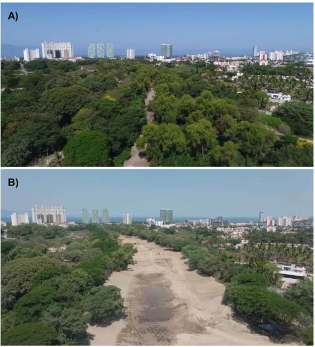 Loss of riparian vegetation cover due to dewatering of the Pitillal ...