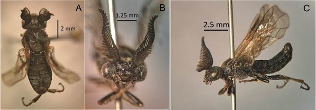 Description and biology of a new species of Zadiprion (Hymenoptera ...
