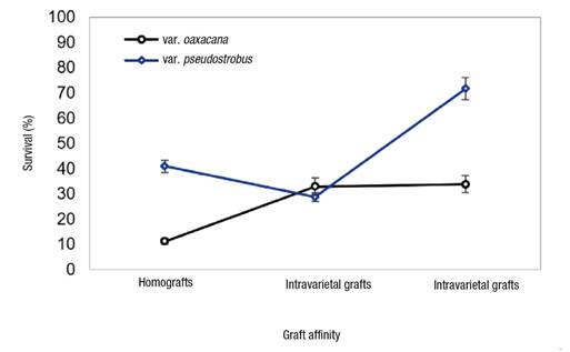 Interaction and compatibility in reciprocal grafting with two varieties ...