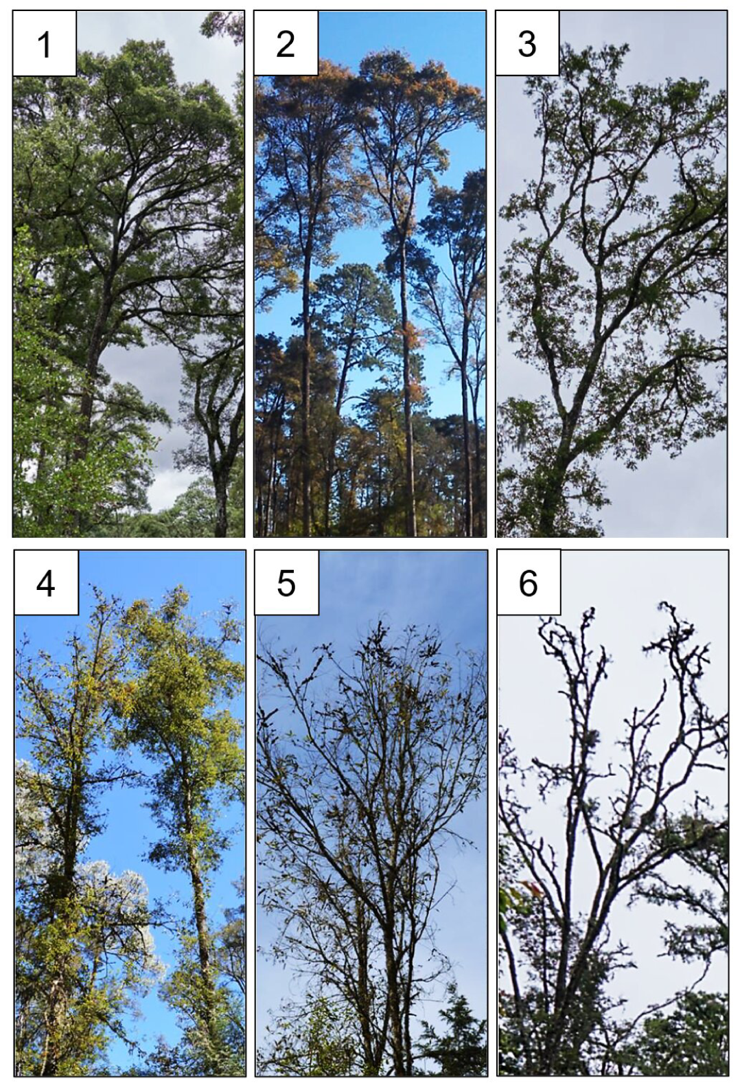 Grafting propagation of Quercus affinis Scheidw. individuals tolerant ...