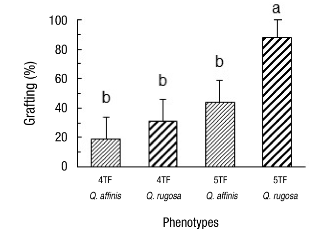 Grafting propagation of Quercus affinis Scheidw. individuals tolerant ...