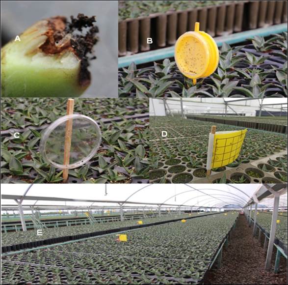 Monitoring the Dark Winged Fungus Gnat (Bradysia impatiens Johannsen ...