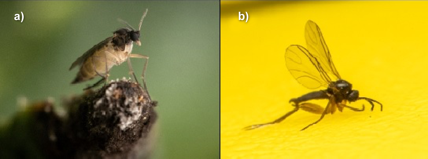 Monitoring the Dark Winged Fungus Gnat (Bradysia impatiens Johannsen ...