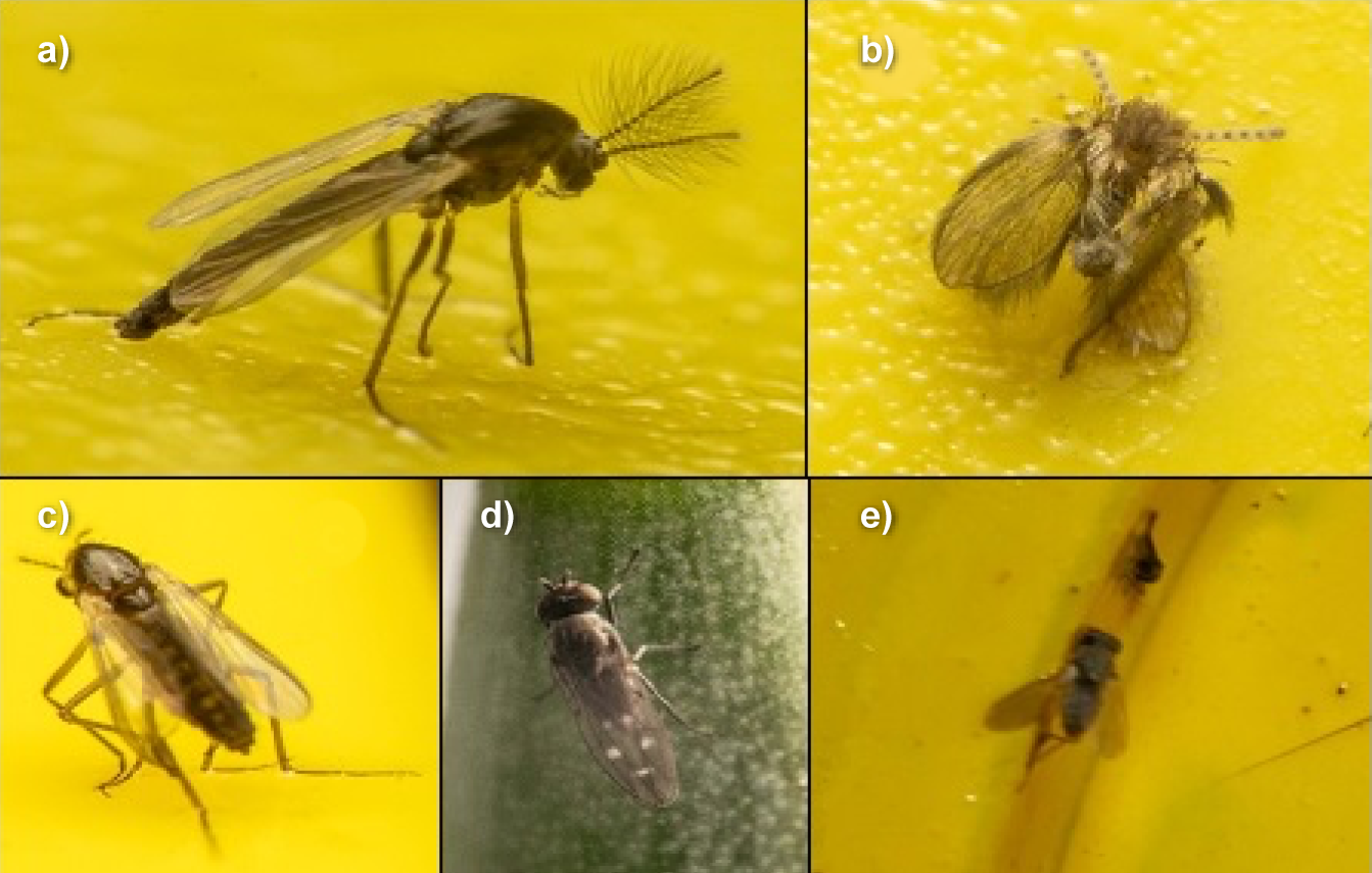 Monitoring the Dark Winged Fungus Gnat (Bradysia impatiens Johannsen ...