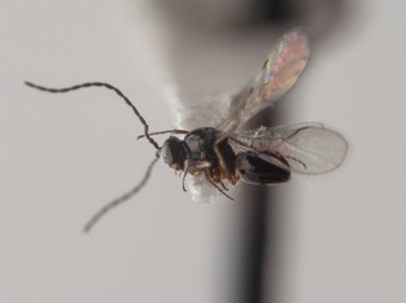 Monitoring the Dark Winged Fungus Gnat (Bradysia impatiens Johannsen ...
