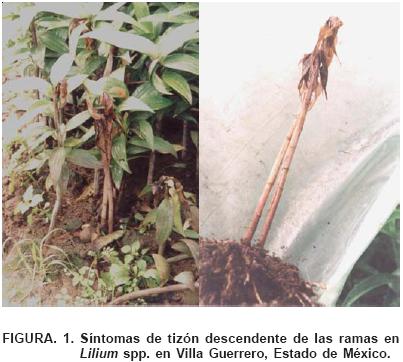 Etiología del tizón descendente de las ramas de azucena híbrida (Lilium ...