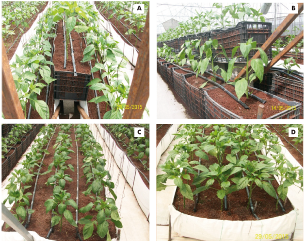 Effect of plant row arrangement on yield components of bell pepper