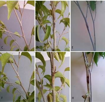 Neoscytalidium dimidiatum: causal agent of dieback in Ficus benjamina L ...