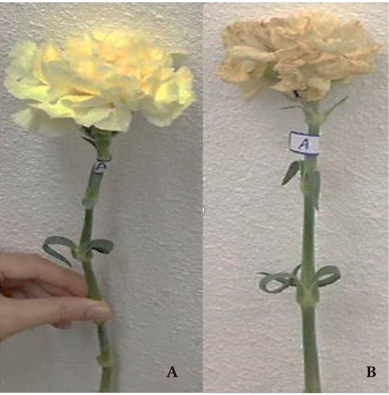 Herbal extracts and alcohol increase vase life of Dianthus caryophyllus ...