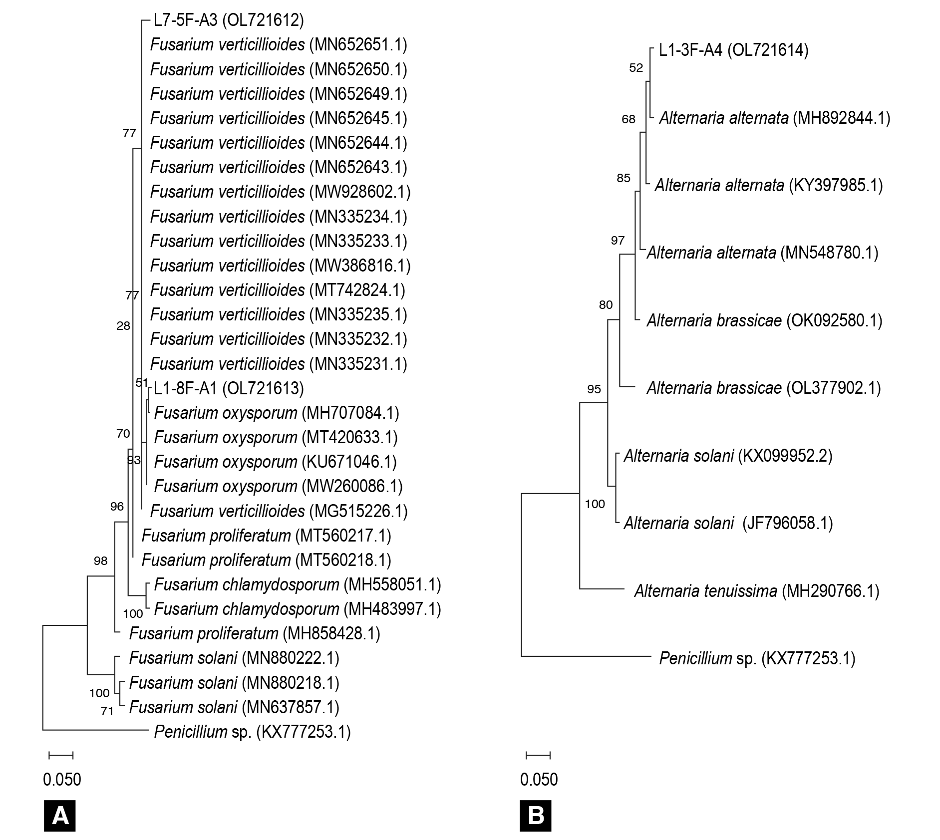 Alternaria alternata, Fusarium oxysporum and Fusarium verticillioides ...