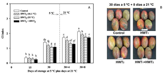 Impact of two hot water treatments applied sequentially on oxidative ...